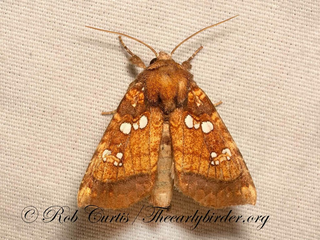 Northern Burdock Borer Moth from Warsaw, IL 62379 on August 29, 2023 at ...