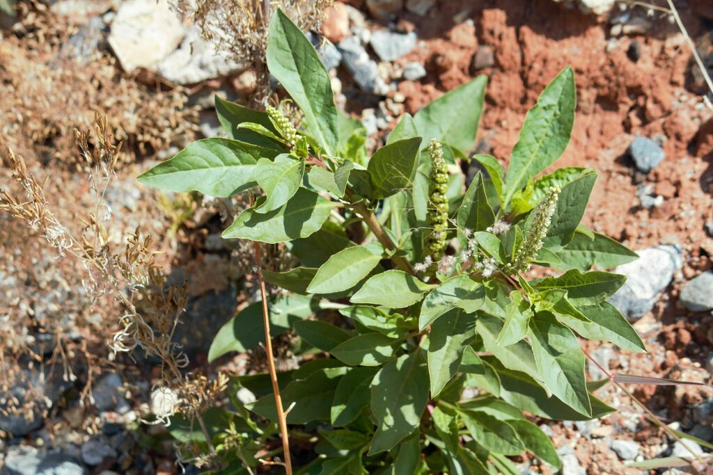 Inkweed from Carletonville, 2499, South Africa on September 14, 2023 at ...