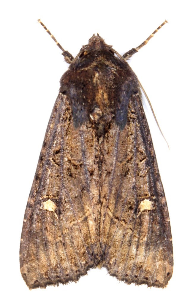 Kidney-spotted Rustic Moth from Saint Lawrence, NL A0E, Canada on ...