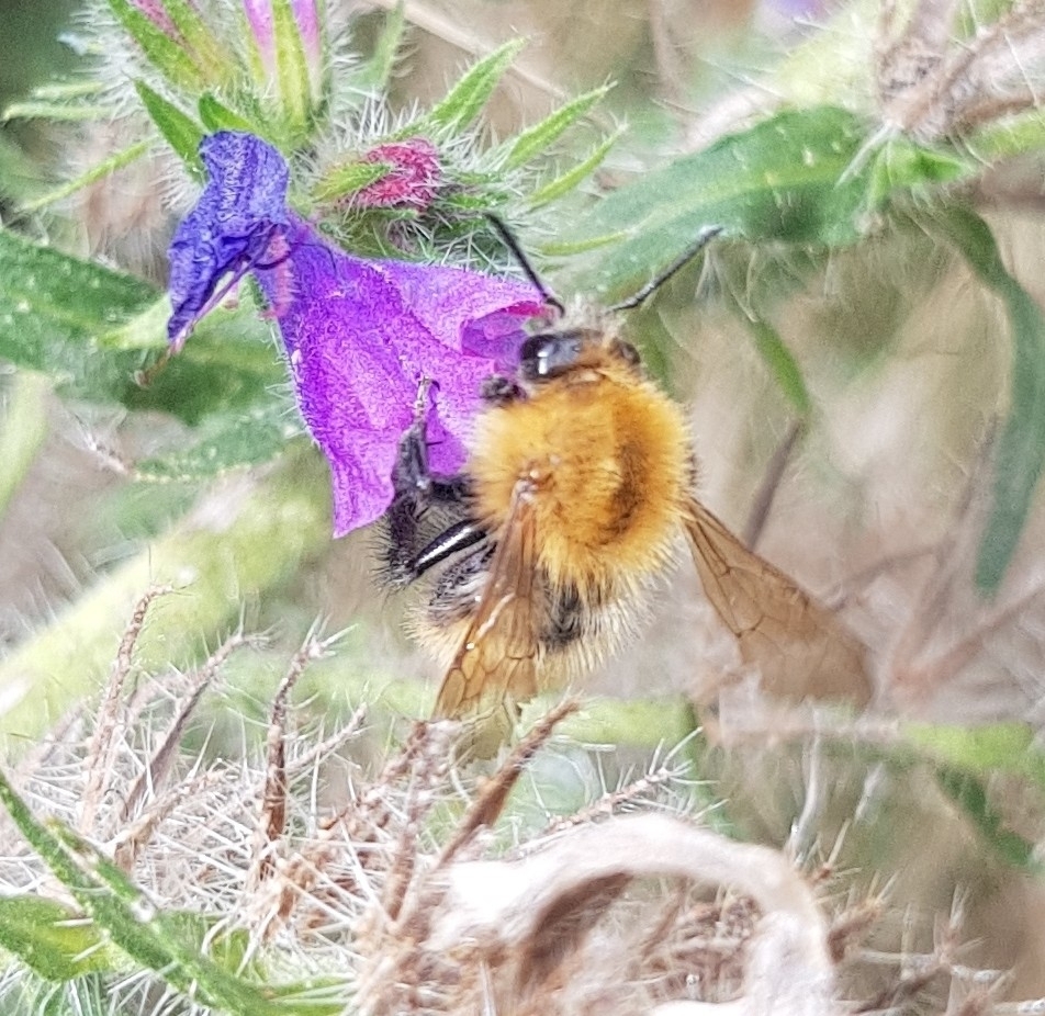 Common Carder Bumble Bee from 11012 Cogne AO, Italia on September 14 ...