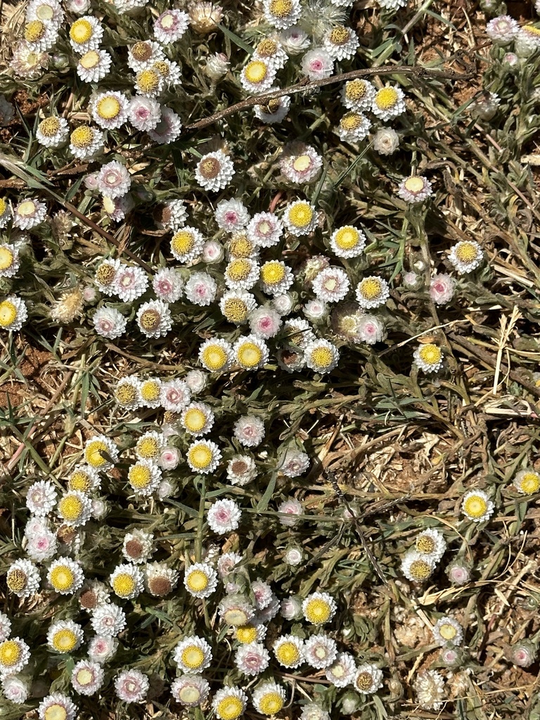 Wild Everlasting from Centurion, Centurion, GP, ZA on September 14 ...