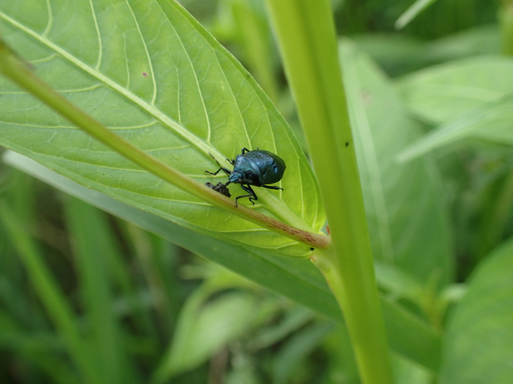 Blue Shield Bug from 日本、〒491-0144 愛知県一宮市浅井町極楽寺 on September 14, 2023 at ...
