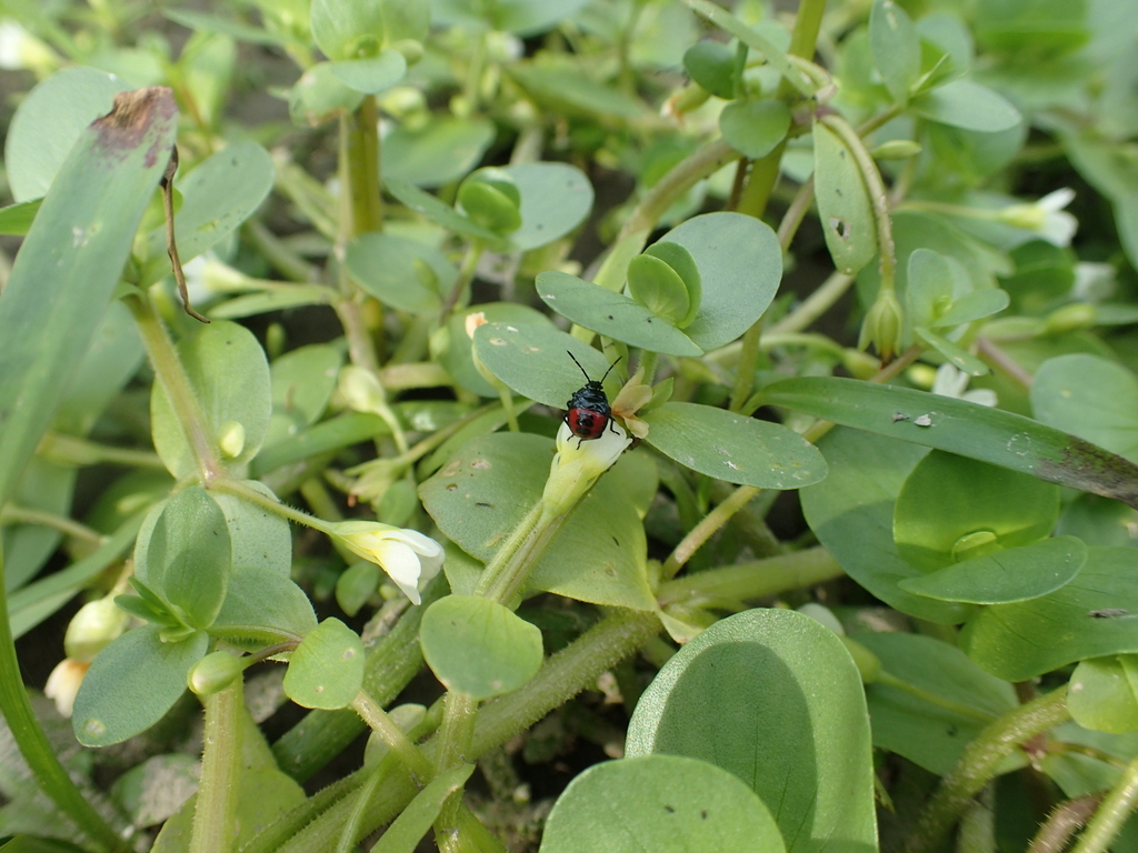 Blue Shield Bug from 日本、〒491-0144 愛知県一宮市浅井町極楽寺 on September 14, 2023 at ...