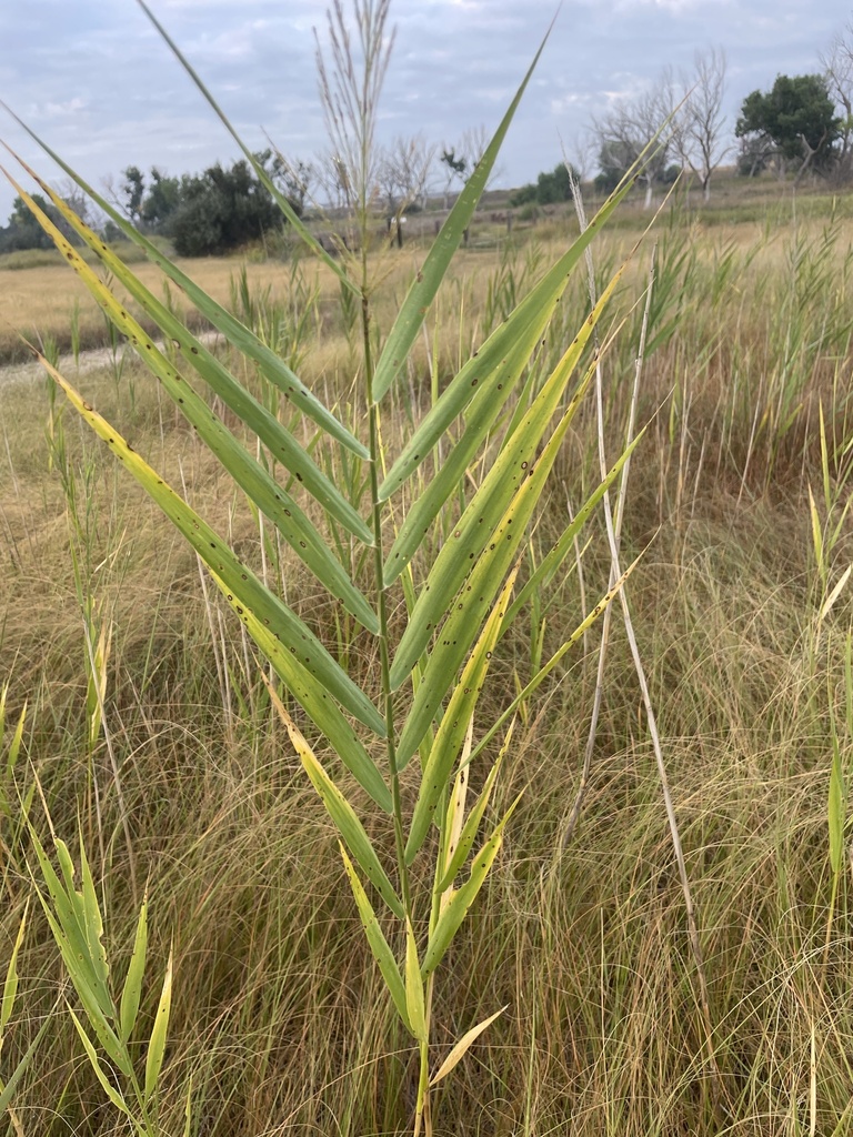 common reed from Vineyard Park, Hays, KS, US on September 14, 2023 at ...