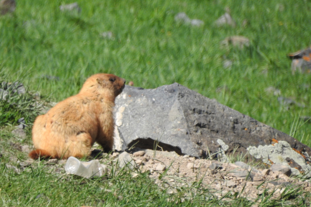 Grey Marmot from Hoboksar Mongol Autonomous County, Tacheng Prefecture ...