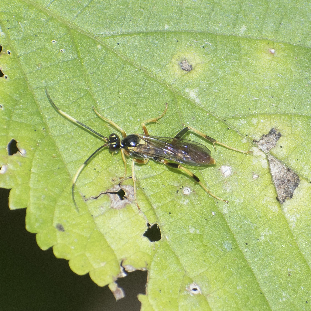 Ichneumonid Wasps from Montgomery County, OH, USA on September 7, 2023 ...