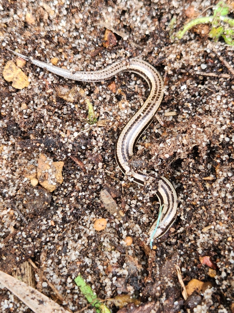 Perth Slider in September 2023 by Faye Arcaro · iNaturalist