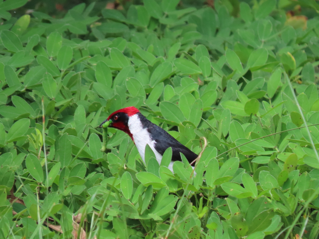 Masked Cardinal from Puerto López, Meta, Colombia on September 5, 2023 ...