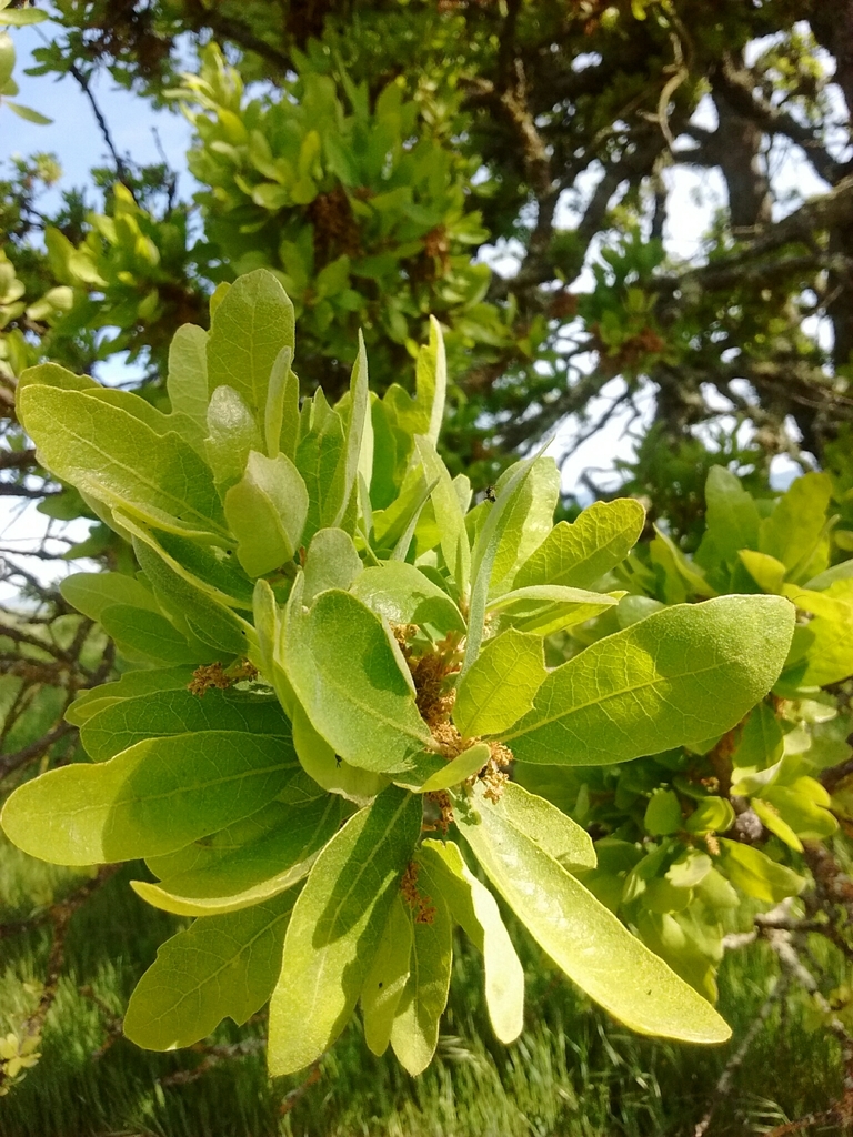blue oak (Quercus douglasii) - Botanical Realm