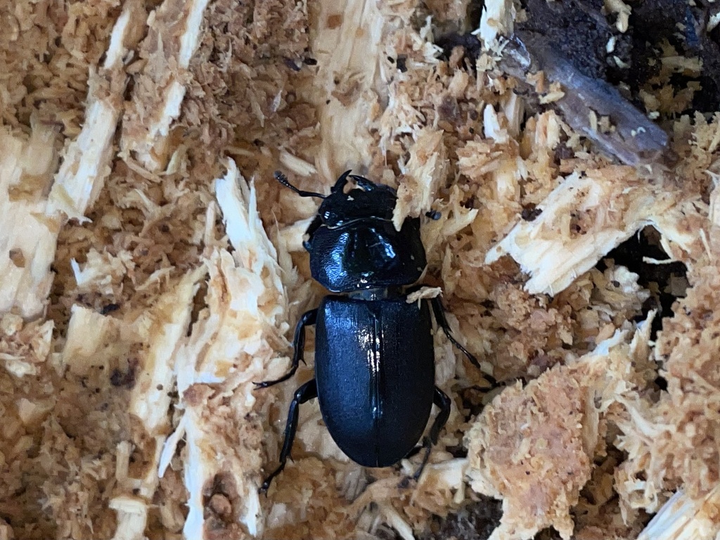 Dorcus rectus rectus from 불광동, 서울특별시, 서울특별시, KR on September 14, 2023 ...