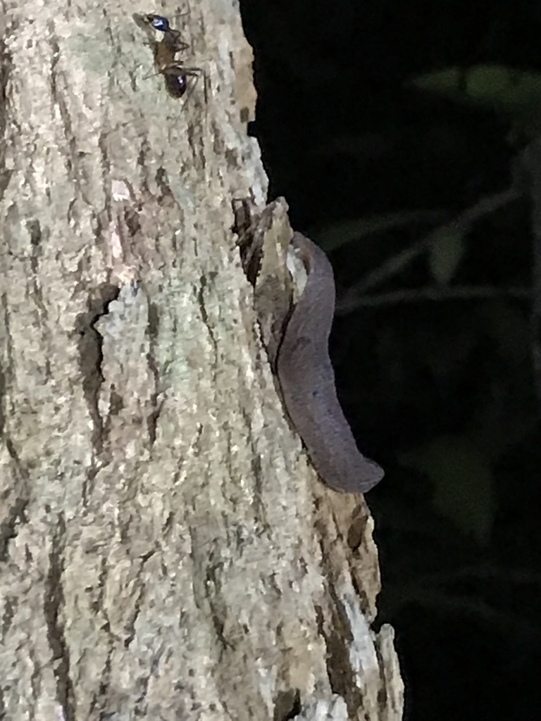 Australian Prism Slug from Daintree National Park, Cape Tribulation ...