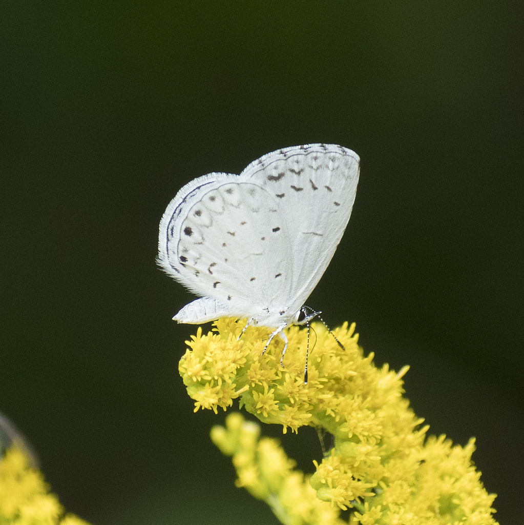 Summer Azure from Montgomery County, OH, USA on September 9, 2023 at 04 ...