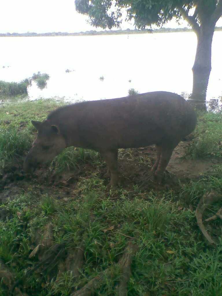 Tapir amazónico en septiembre de 2023 por Forest Fisrt Colombia. Ivan ...