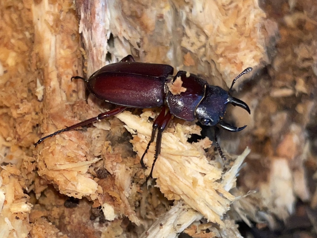 Dorcus rectus rectus from 불광동, 서울특별시, 서울특별시, KR on September 14, 2023 ...