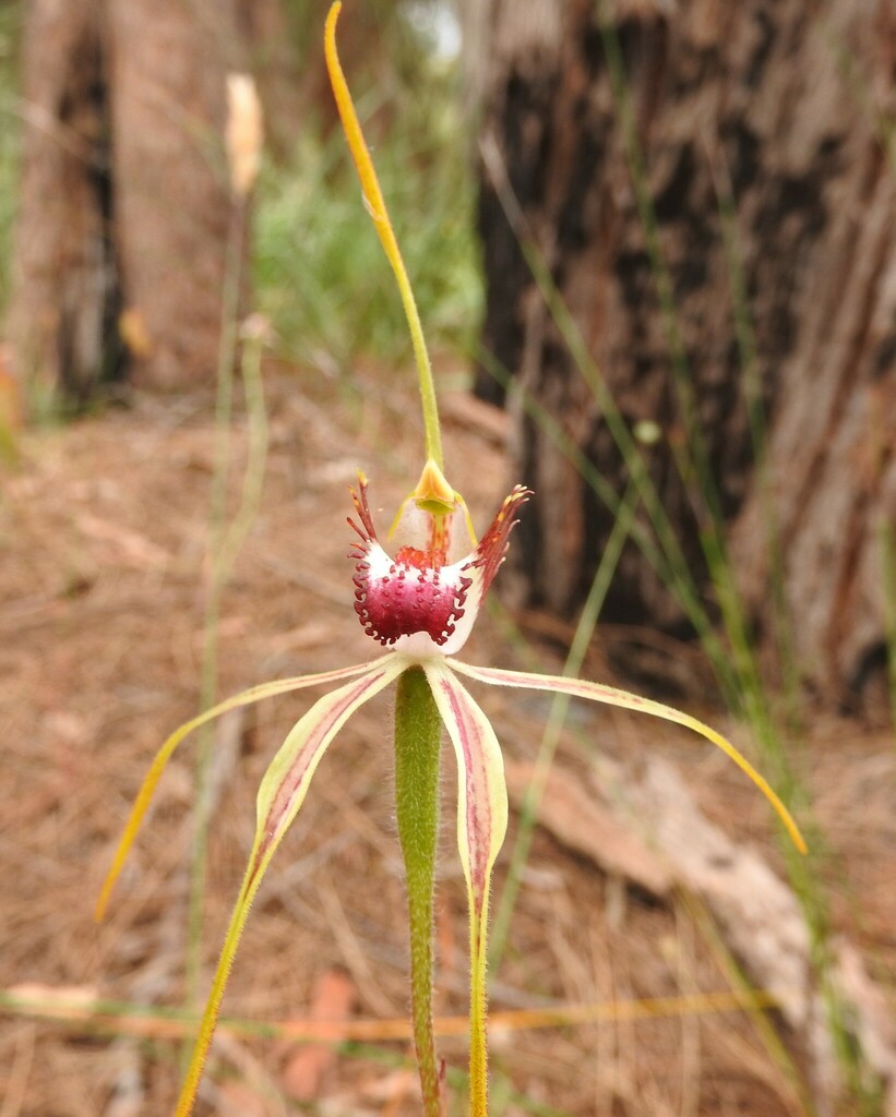 Rare Spider Orchid in December 2021 by RIC WOODLAND · iNaturalist