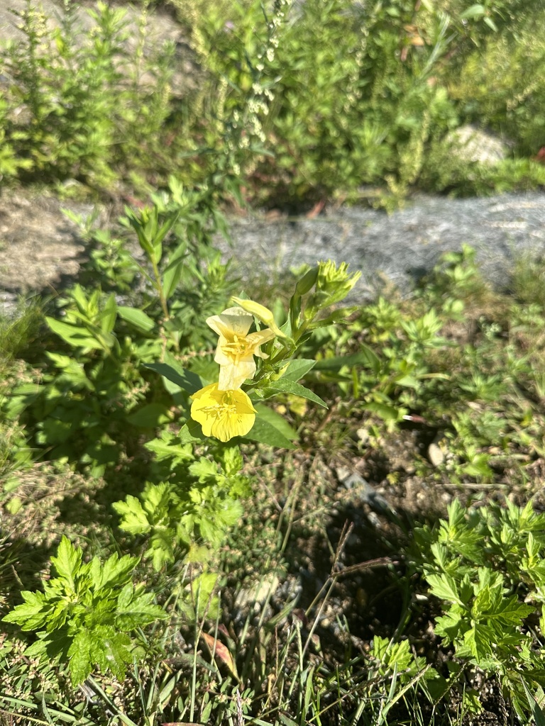 common evening-primrose from University of Massachusetts, Boston, MA ...