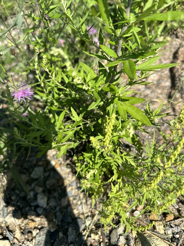 creeping thistle from University of Massachusetts, Boston, MA, US on ...