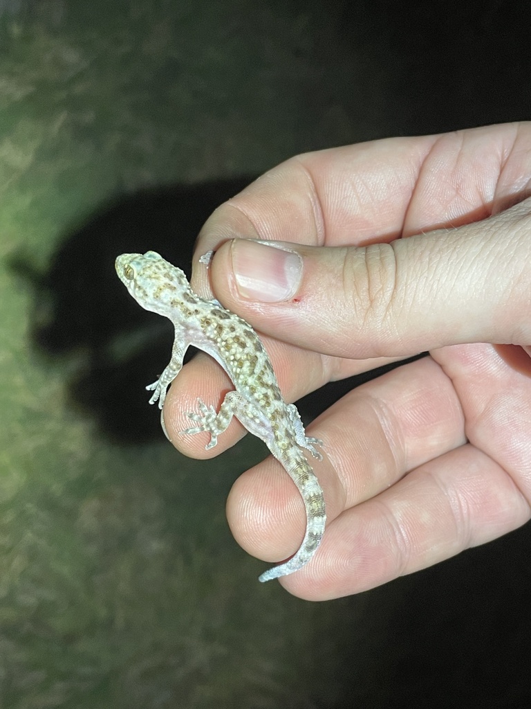 Mediterranean House Gecko from Flores Park, San Antonio, TX, US on ...