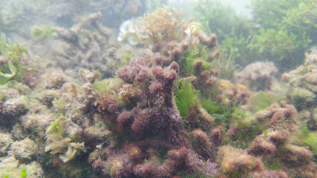 Digenea simplex from Actopan, MX-VE, MX on September 10, 2023 at 05:34 ...