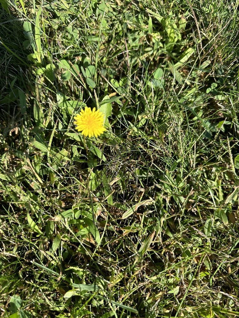common dandelion from University of Massachusetts, Boston, MA, US on ...