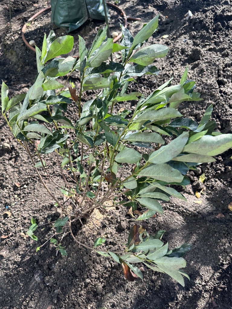 Rusty Willow from University of Massachusetts, Boston, MA, US on ...