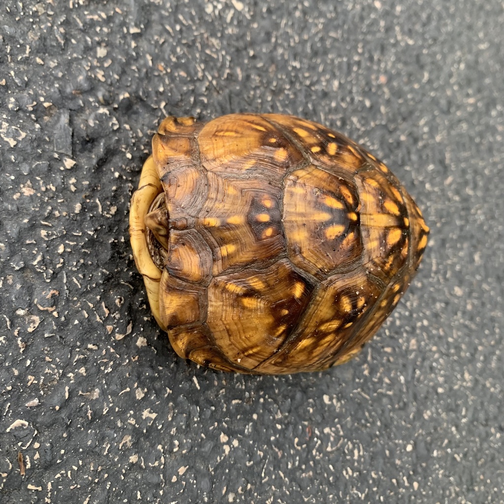 Common Box Turtle in September 2023 by leemarlowe · iNaturalist