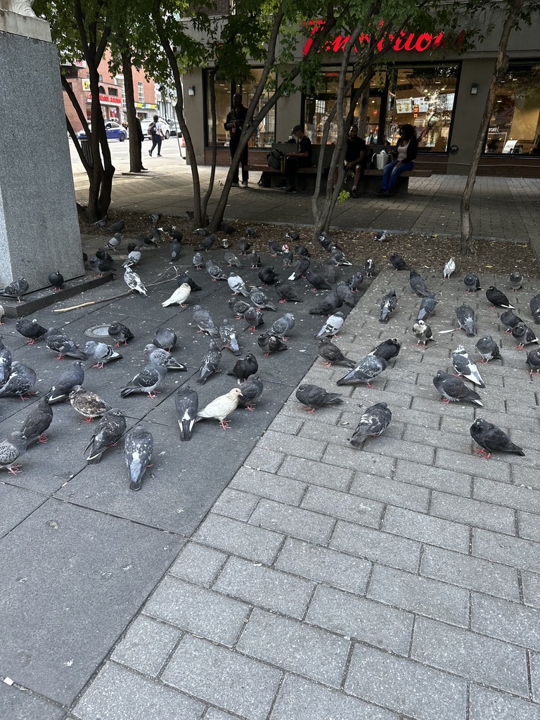 Feral Pigeon from Square Dorchester, Montréal, QC, CA on September 8 ...