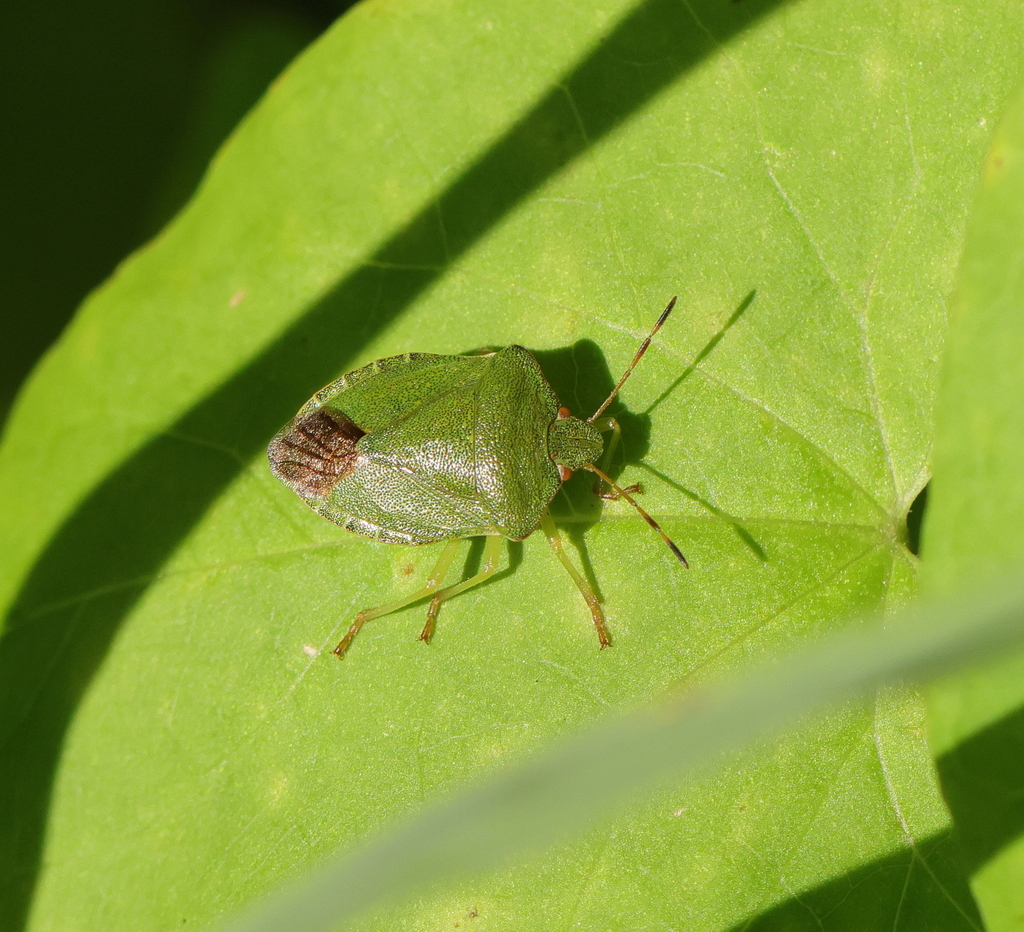 Green Shield Bug from Gonfreville-l'Orcher, France on September 14 ...