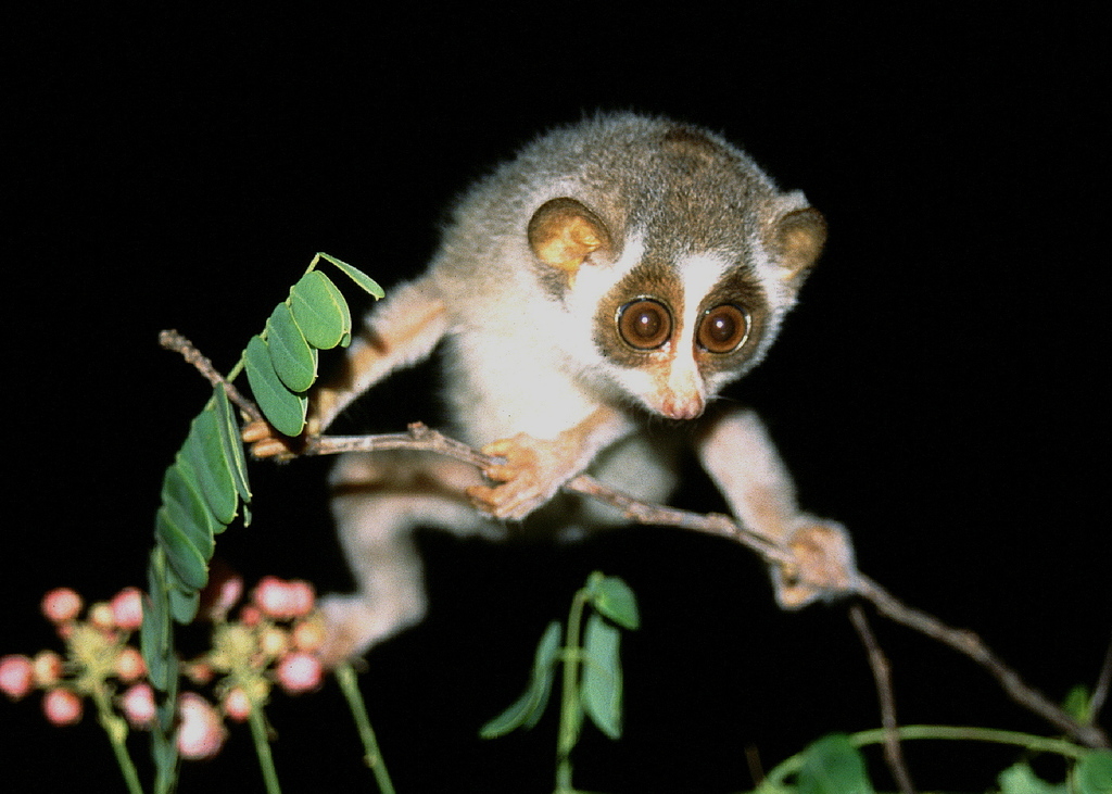 Grey Slender Loris (Loris lydekkerianus) - Know Your Mammals