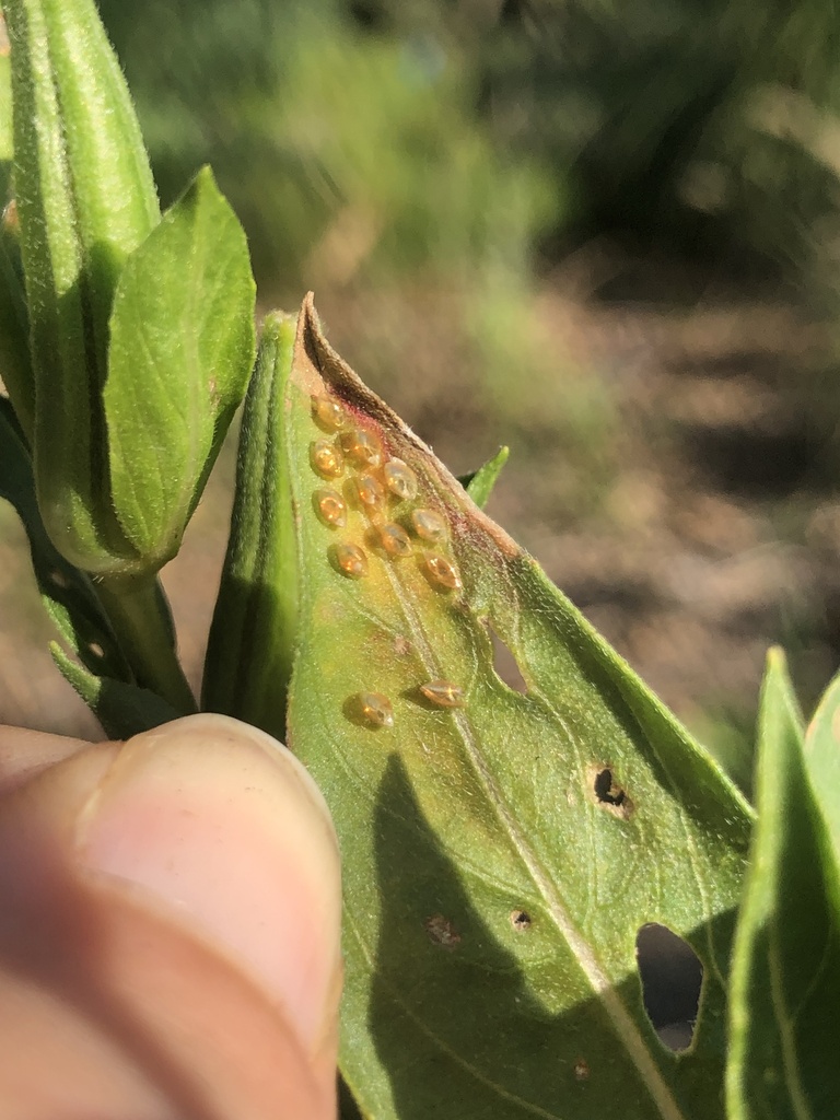 Insects from Forest Park, St. Louis, MO, US on September 14, 2023 at 08 ...