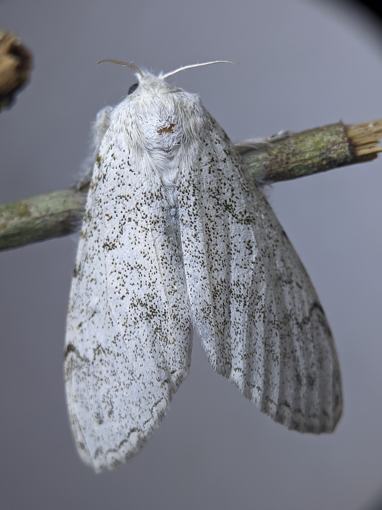 Calliteara from RF52+2X4, Edakkad, Kerala 670663, India on September 14 ...