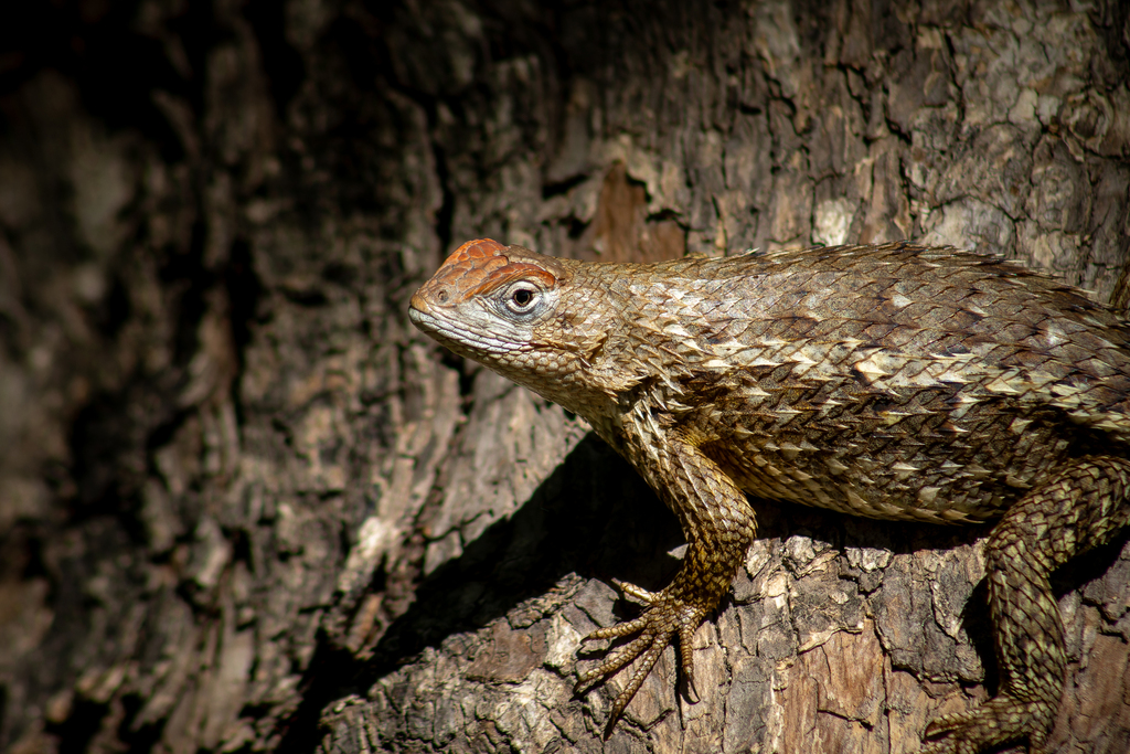 White-bellied Rough Lizard from Guadalajara, Jal., México on July 16 ...