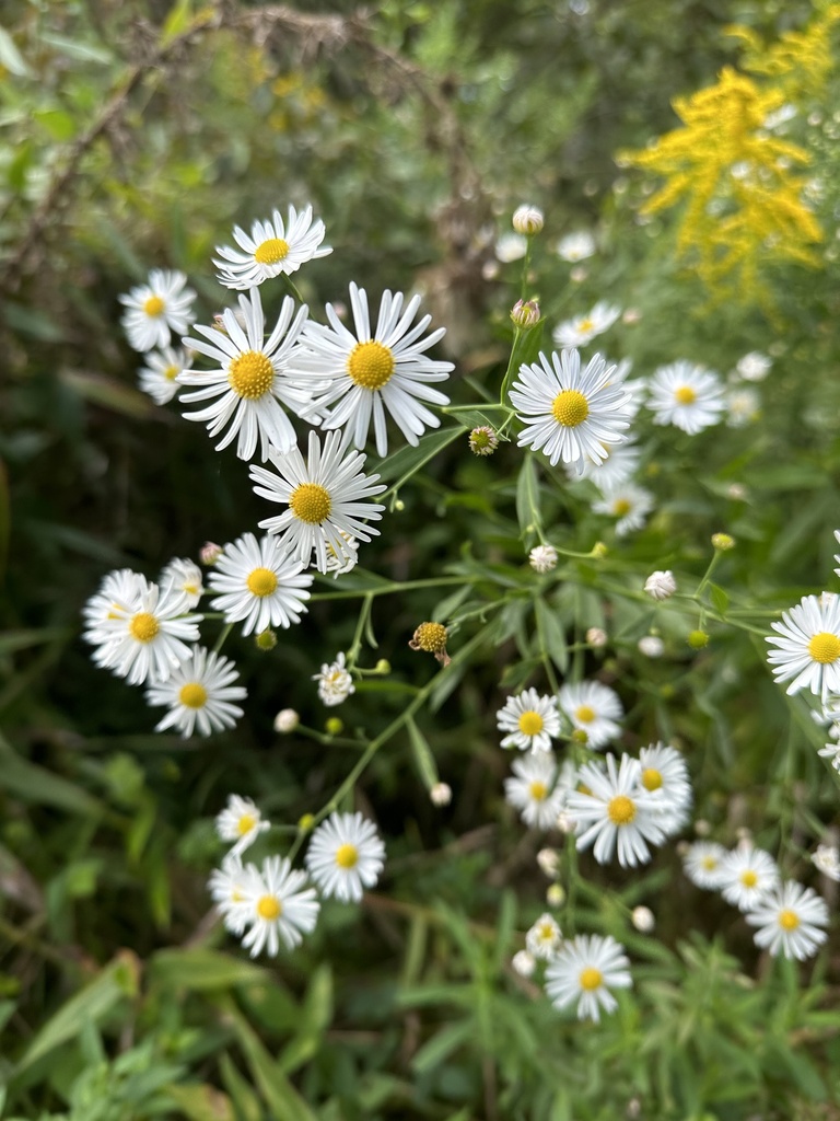 false aster from Winnie Palmer Nature Reserve, Latrobe, PA, US on ...