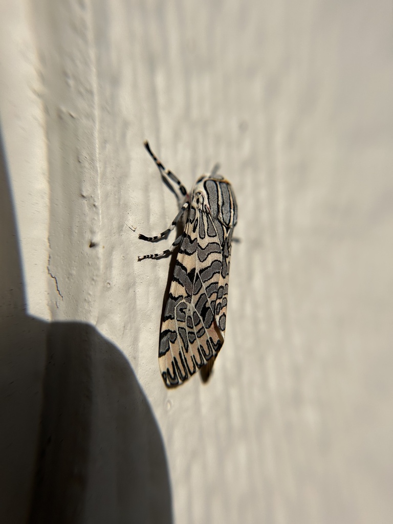 Painted Tiger Moth from Essex, CA, US on September 14, 2023 at 08:20 AM ...