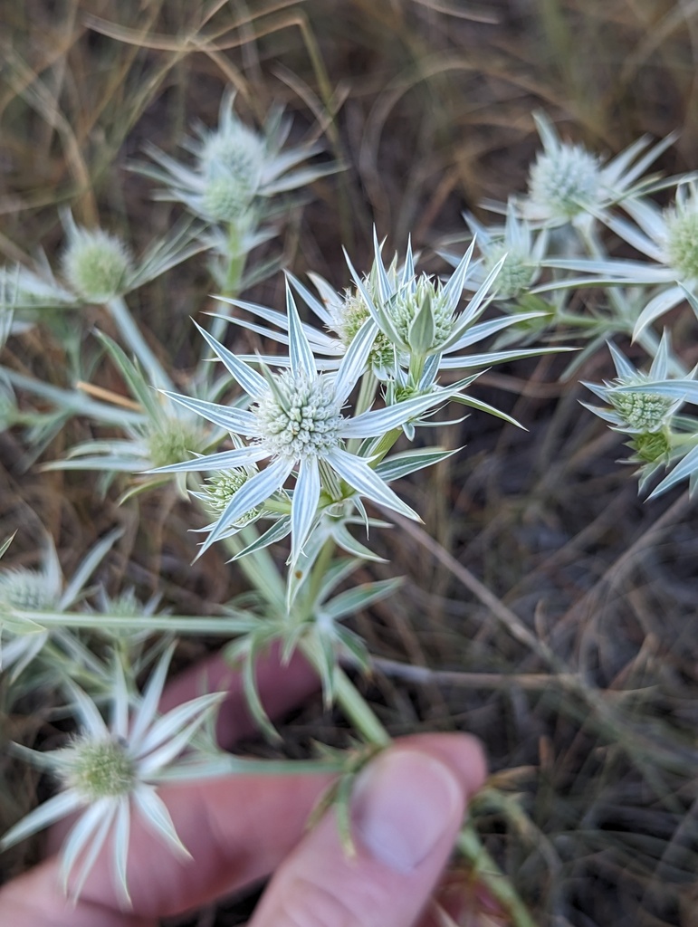 Wright's eryngo from Jeff Davis County, TX, USA on September 14, 2023 ...