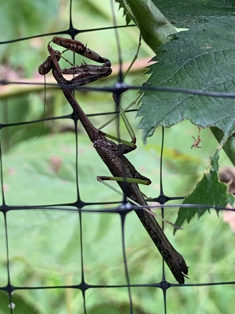Carolina Mantis from Jerrys Dr, Columbia, MD, US on September 12, 2023 ...