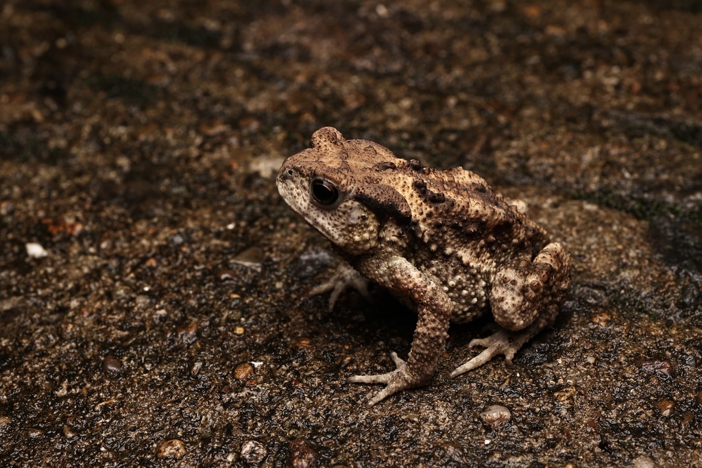 Asiatic Toad from 镇海区, 宁波市, 浙江省, CN on September 14, 2023 at 09:26 PM ...