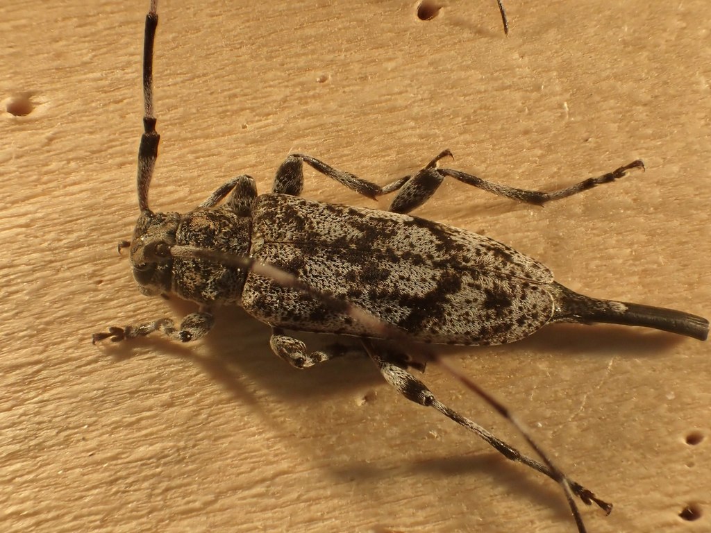 A Longhorned Beetle (Invertebrates of Montana, USA) · iNaturalist