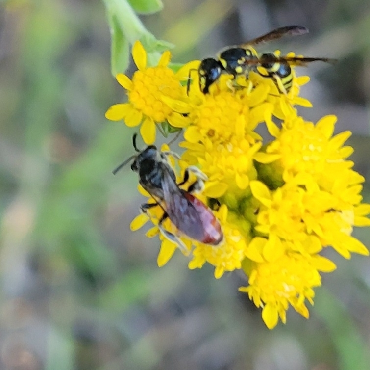 Blood Bees in September 2023 by Davis Harder · iNaturalist