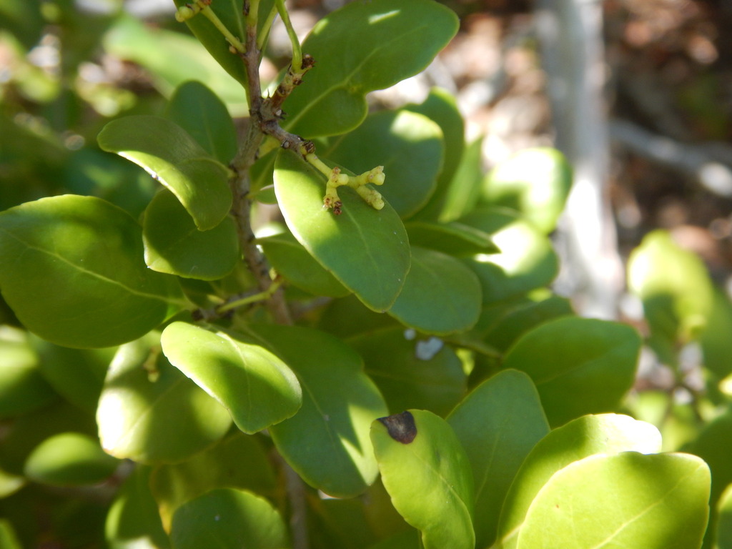 West Indian Falsebox in September 2023 by Steve Woodmansee. This ...
