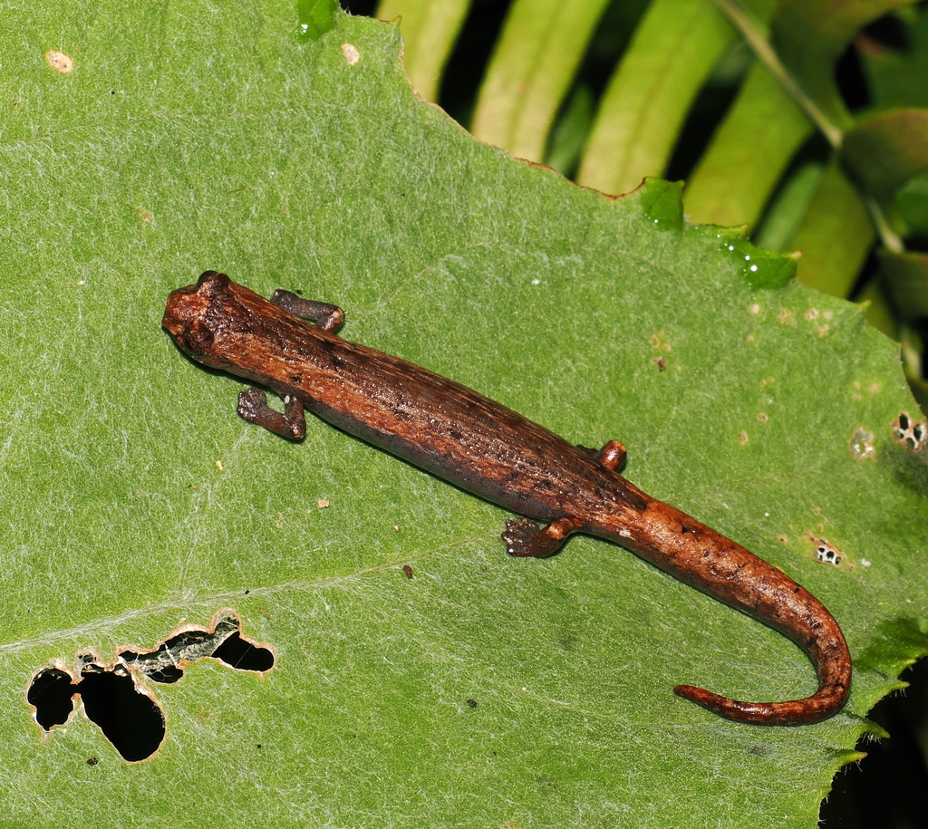 Amazon Climbing Salamander from Guayabetal, Cundinamarca, Colombia on ...
