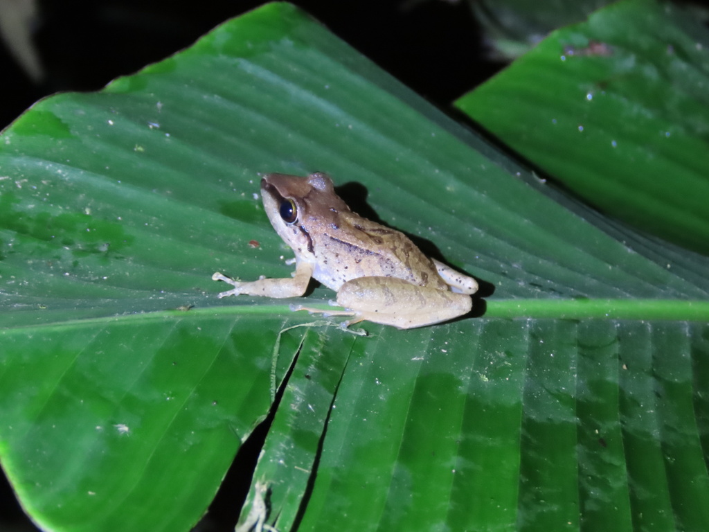 Cachabi Robber Frog from Via a la Hacienda San Vicente, SN Miguel ...