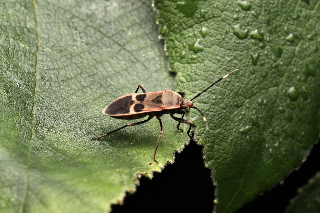 Physopelta gutta gutta in September 2023 by Alex Pintsen JIN · iNaturalist