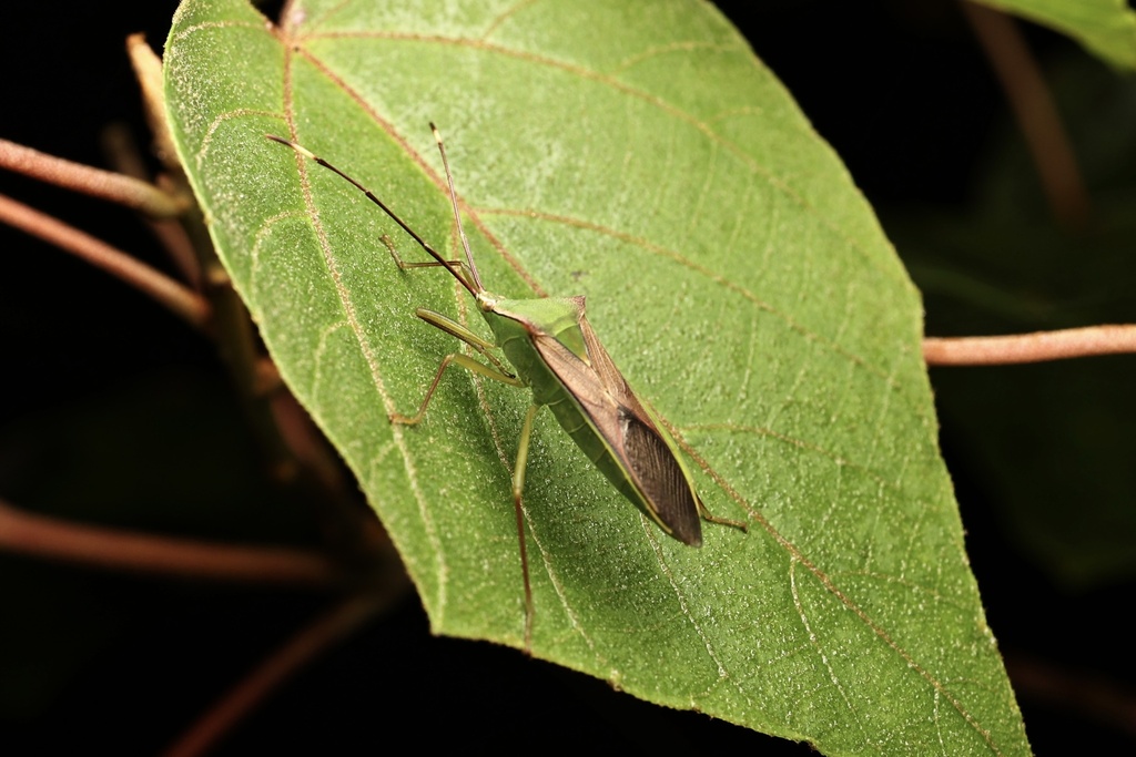 Homoeocerus striicornis from 镇海区, 宁波市, 浙江省, CN on September 14, 2023 at ...