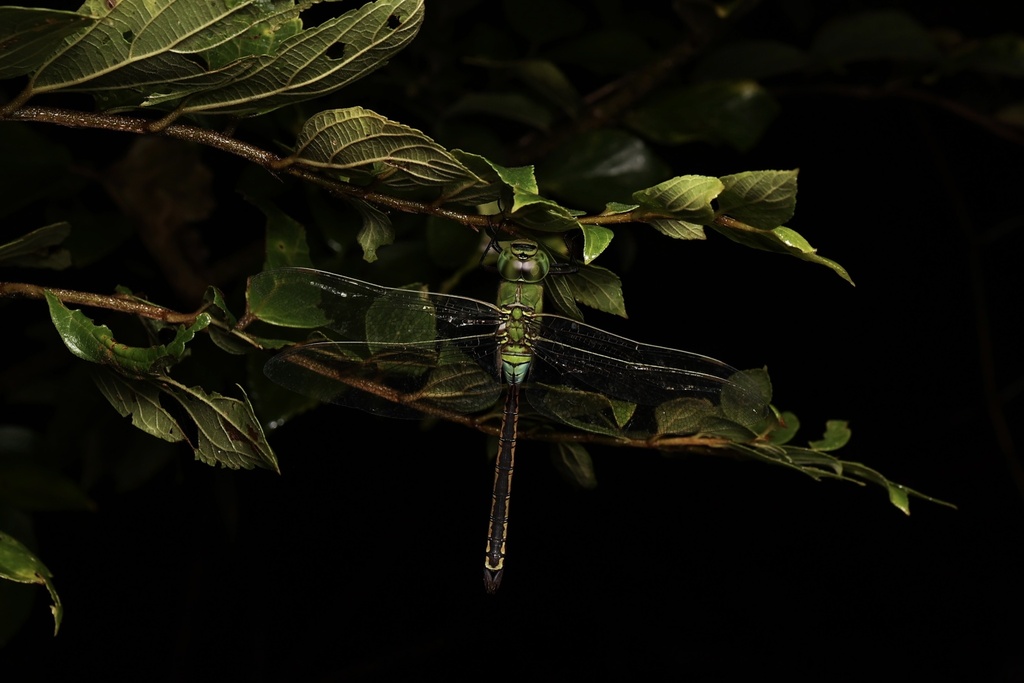 Anax julius from 镇海区, 宁波市, 浙江省, CN on September 14, 2023 at 09:06 PM by ...