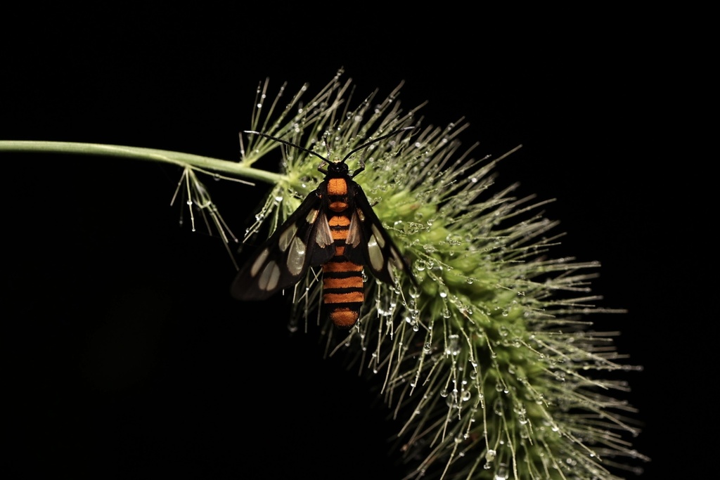 Amata emma in September 2023 by Alex Pintsen JIN · iNaturalist