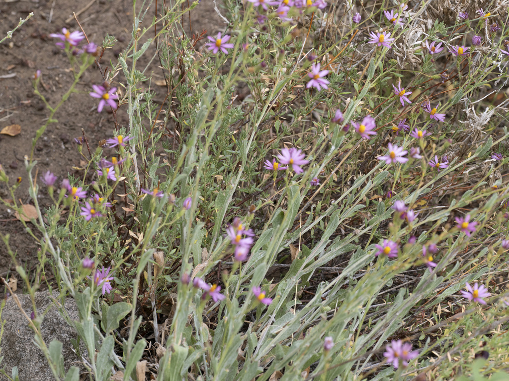 California Aster from San Diego County, CA, USA on September 11, 2023 ...