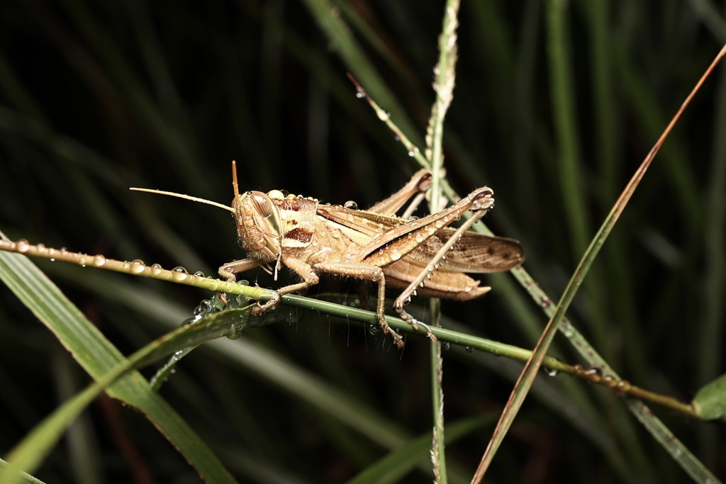 Patanga japonica from Ningbo, CN-ZJ, CN on September 14, 2023 at 07:28 ...