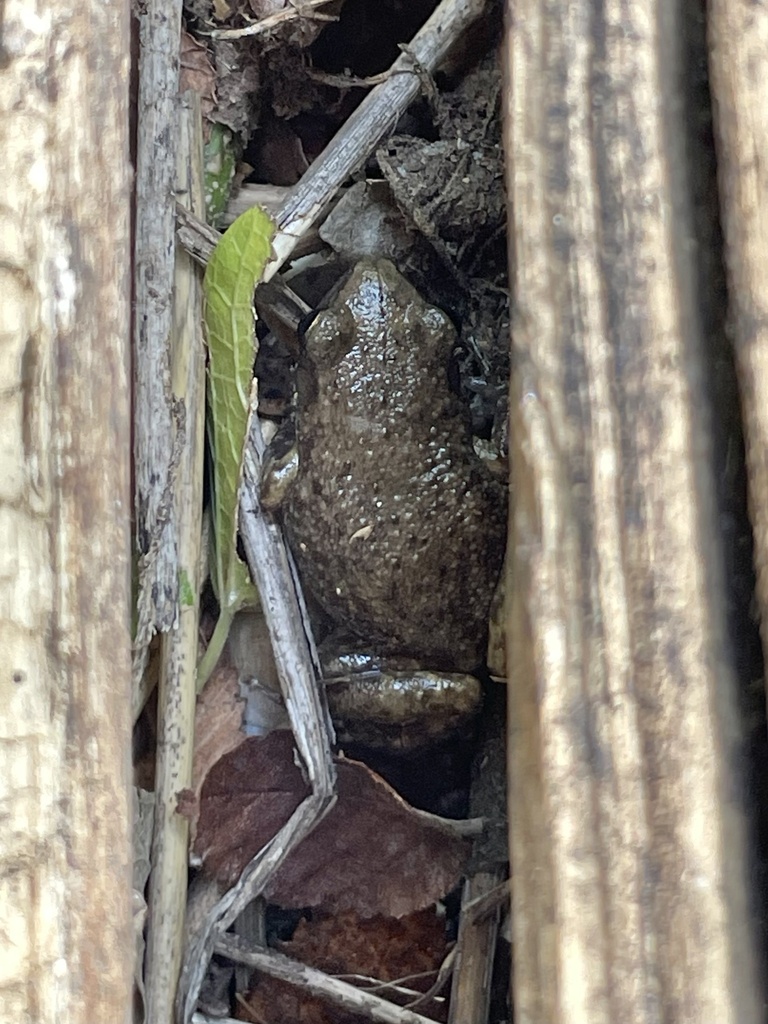 Rio Grande Chirping Frog from Crescent Bend Nature Park, Schertz, TX ...