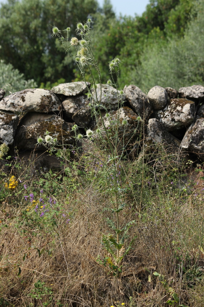 Sardinian teasel from Paulilatino [2], Oristano, Italia on June 30, 2023 at 10:18 AM by Roberto ...